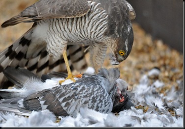 Seaview Wildlife Encounter: Sparrowhawk kill at the Park
